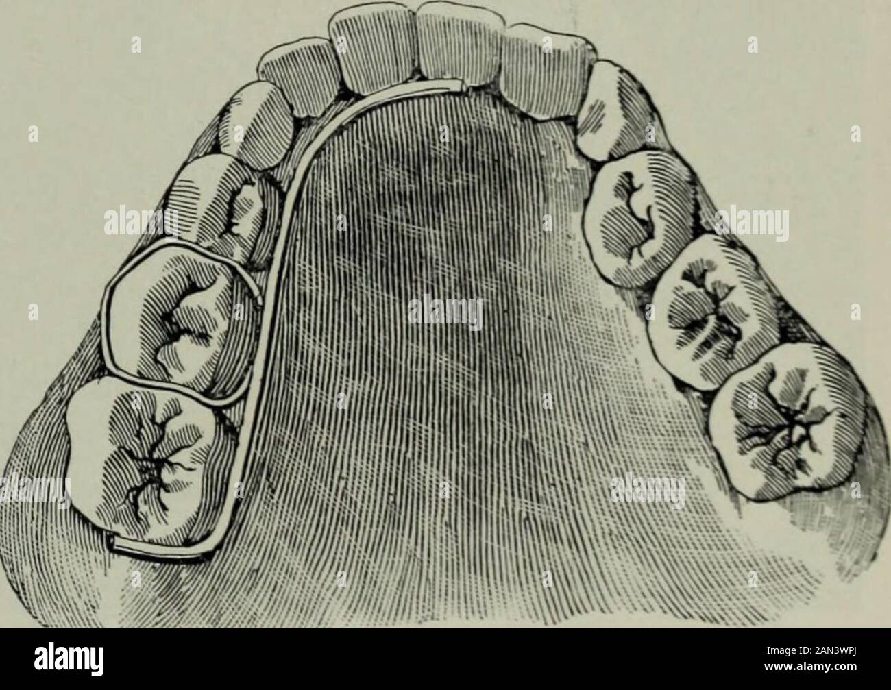 The Dental cosmos . hers to increase the capacity for nasalbreathing ...