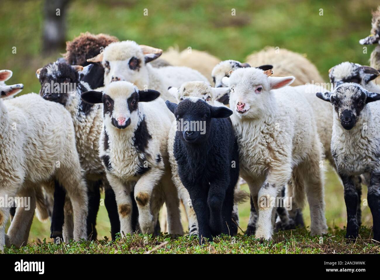 Lambs (Ovis aries Stock Photo - Alamy
