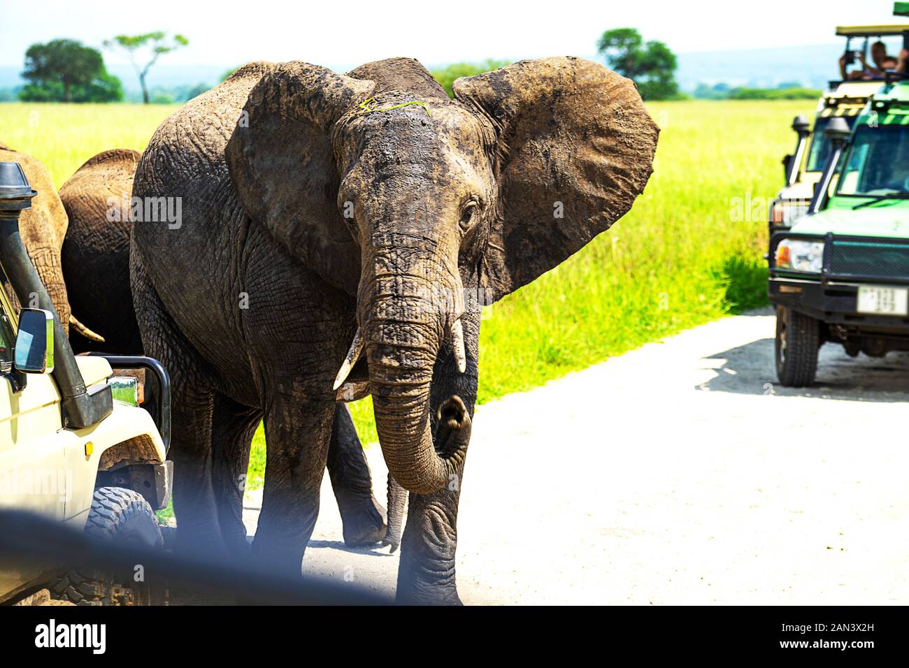 Tourists in all-terrain vehicle exploring the elephants in safari game ...