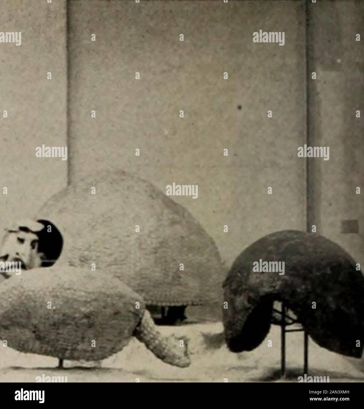 General guide to the exhibition halls of the American Museum of Natural ...