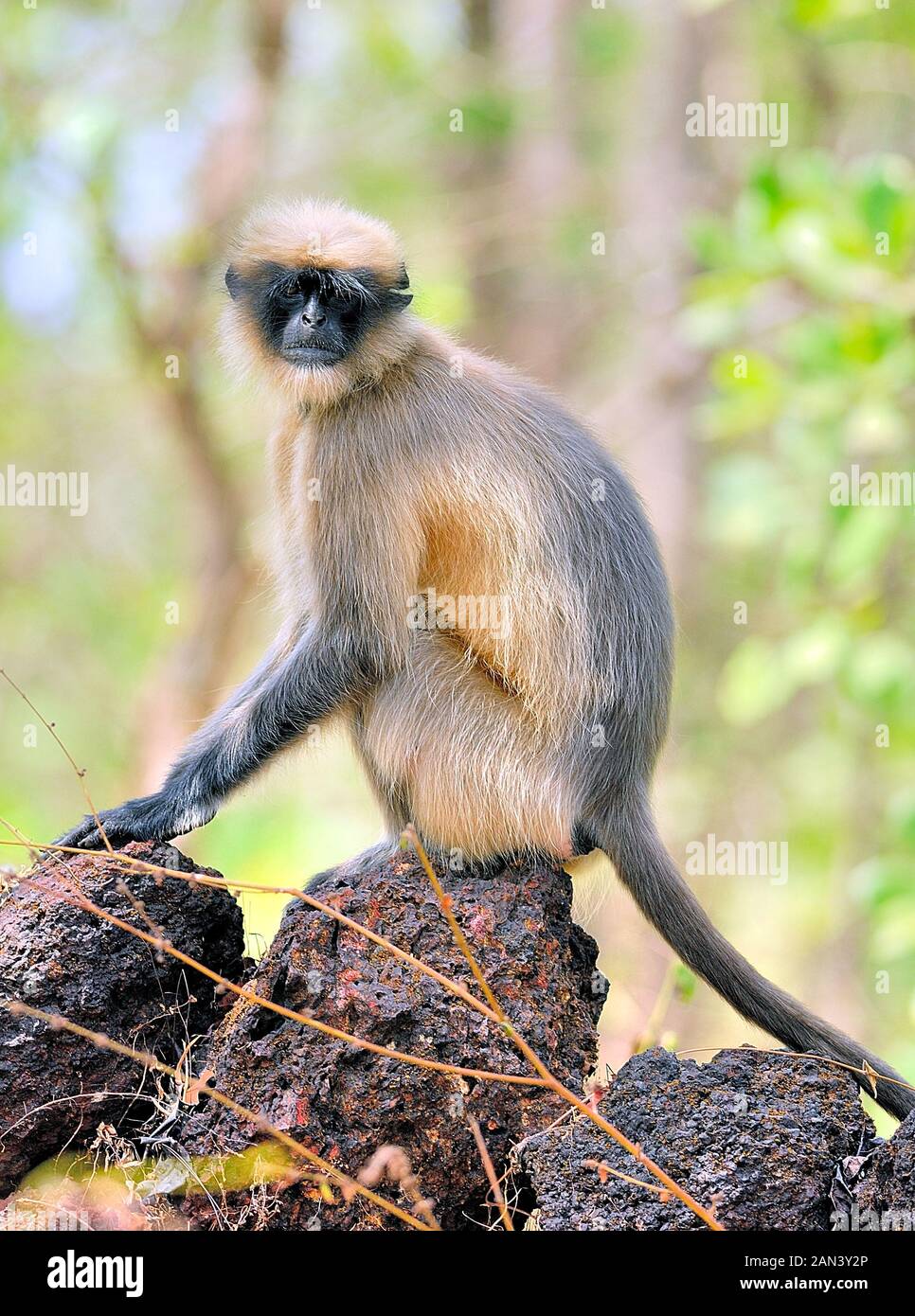 Biodiversity Of India High Resolution Stock Photography and Images - Alamy
