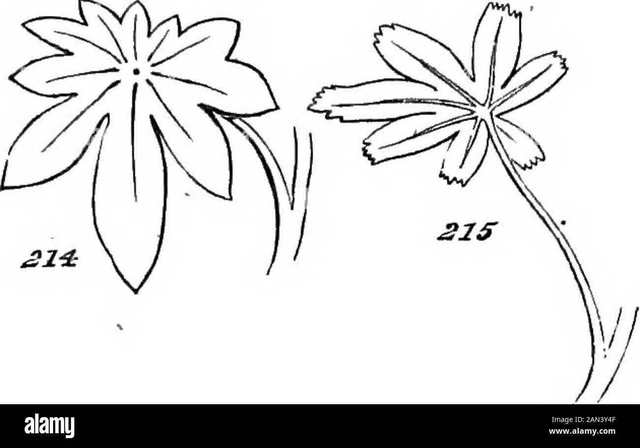 Peltate leaves Black and White Stock Photos & Images - Alamy