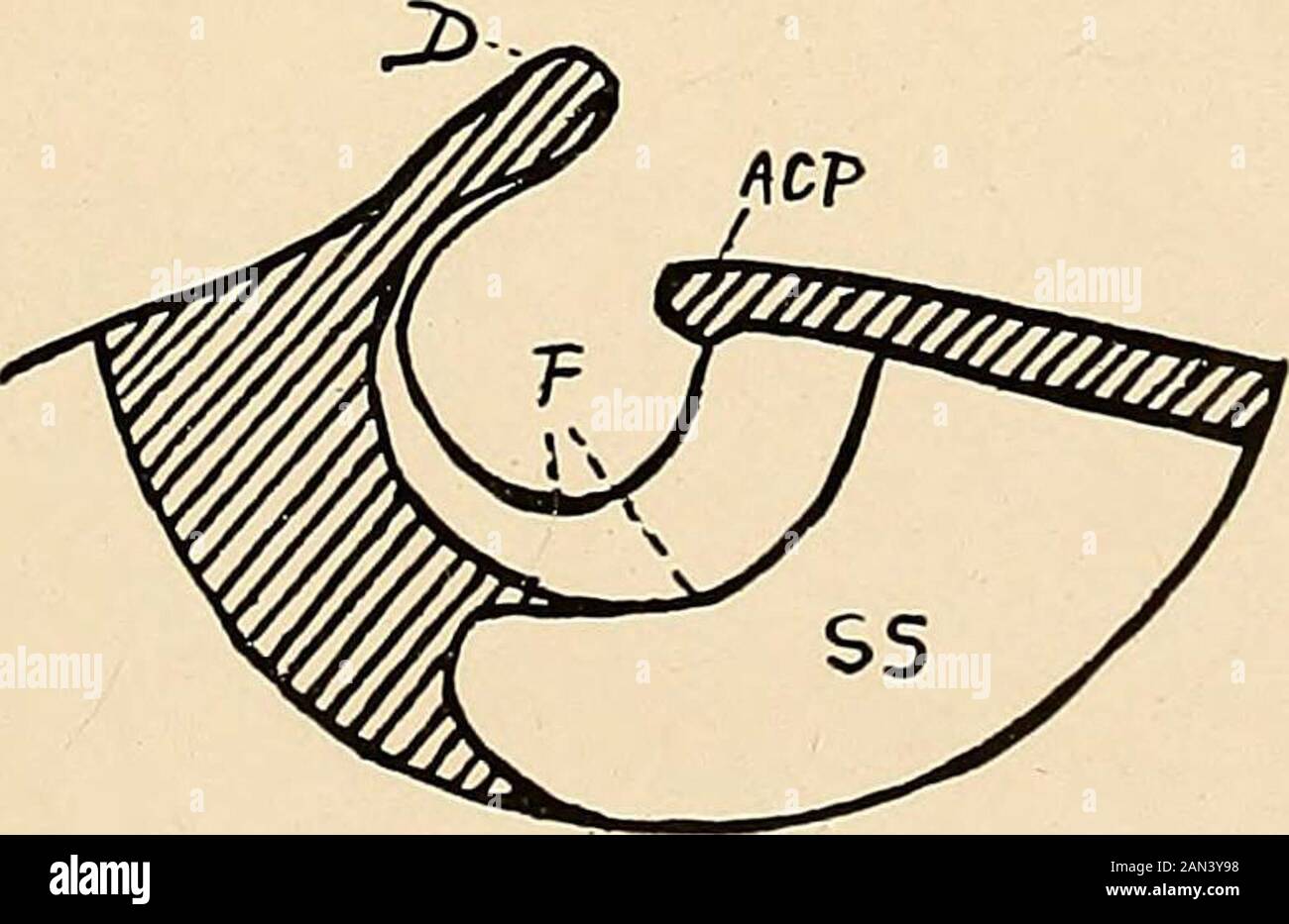 Sphenoidal sinus hi-res stock photography and images - Alamy