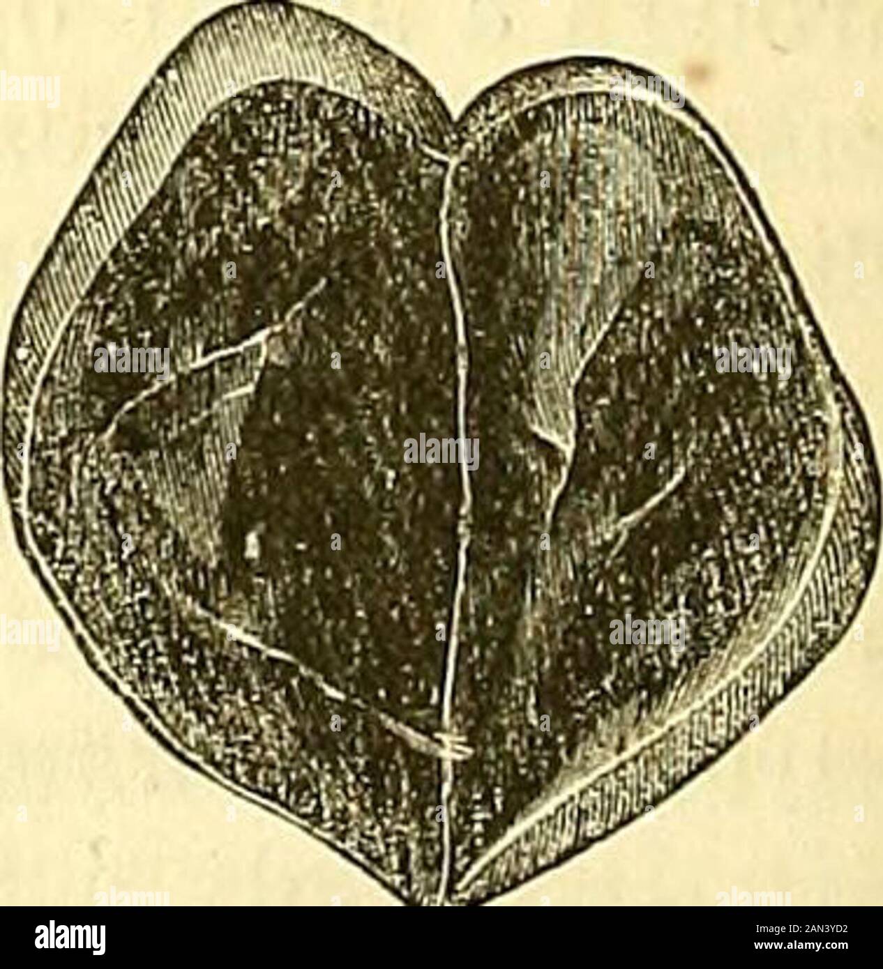 Scrofula High Resolution Stock Photography and Images - Alamy