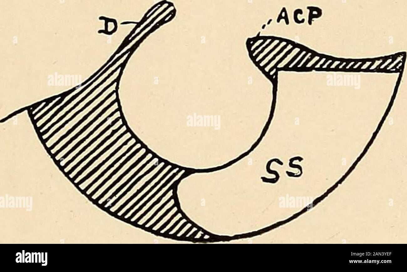 Roentgen diagnosis of diseases of the head . Fig. 41.—Sella of a child ...