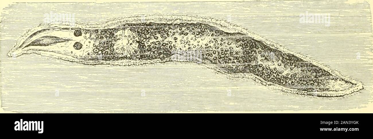 The royal natural history . TREMATODES. 1, Prostomum—«, proboscis ; b ...