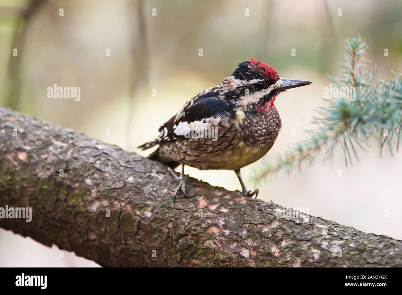 Yellow bellied sapsuckers hi-res stock photography and images - Alamy