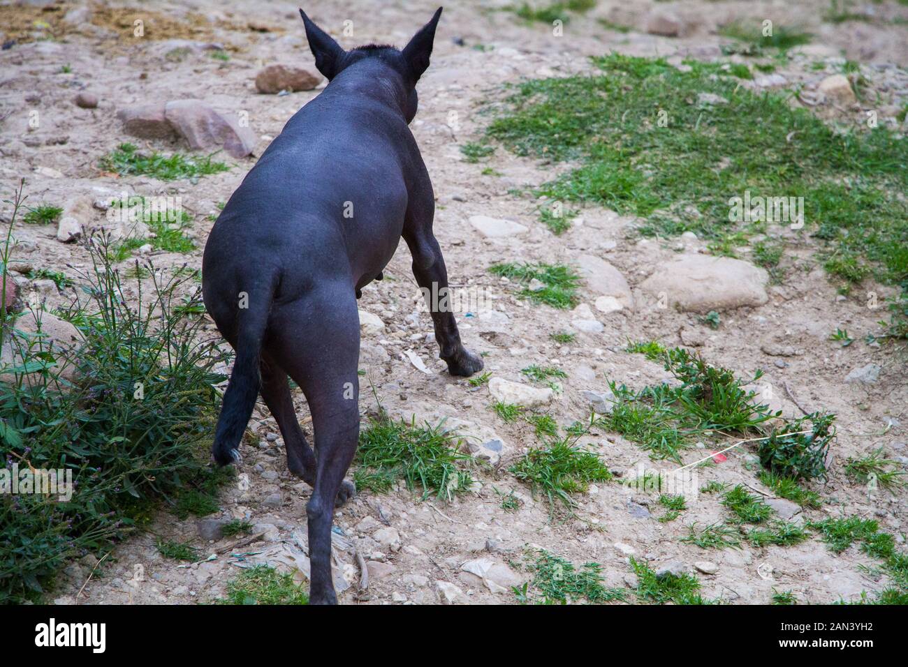 Chiribaya shepherd hi-res stock photography and images - Alamy