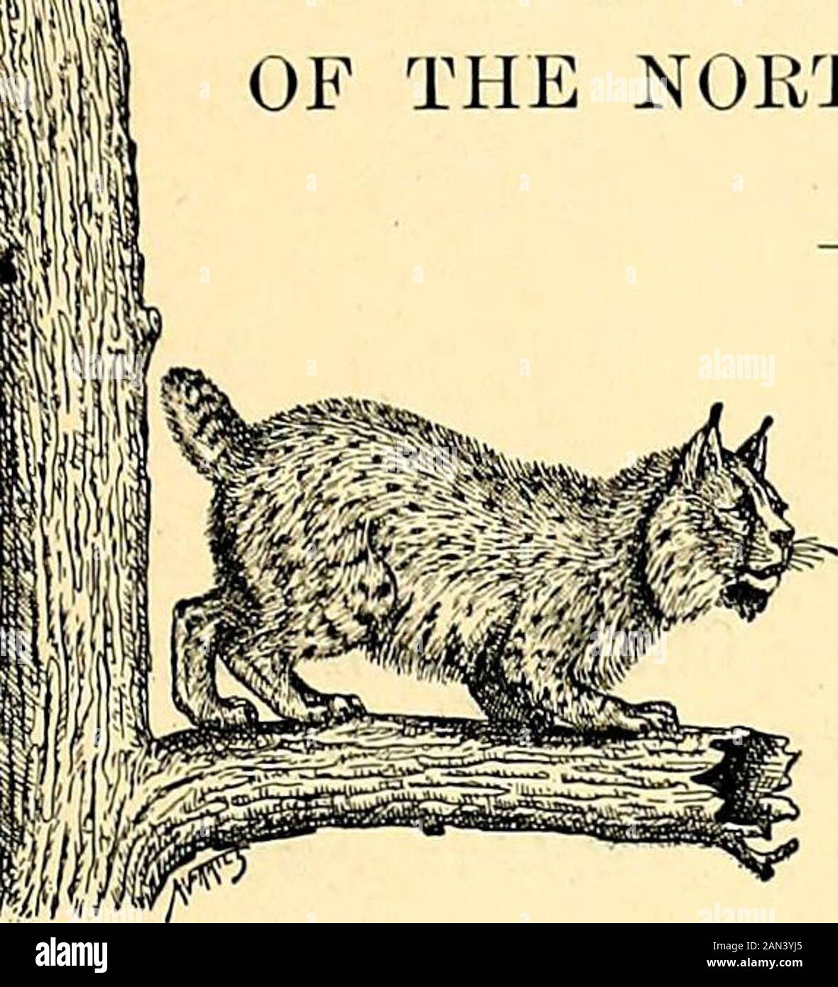 Dodo tree hi-res stock photography and images - Alamy