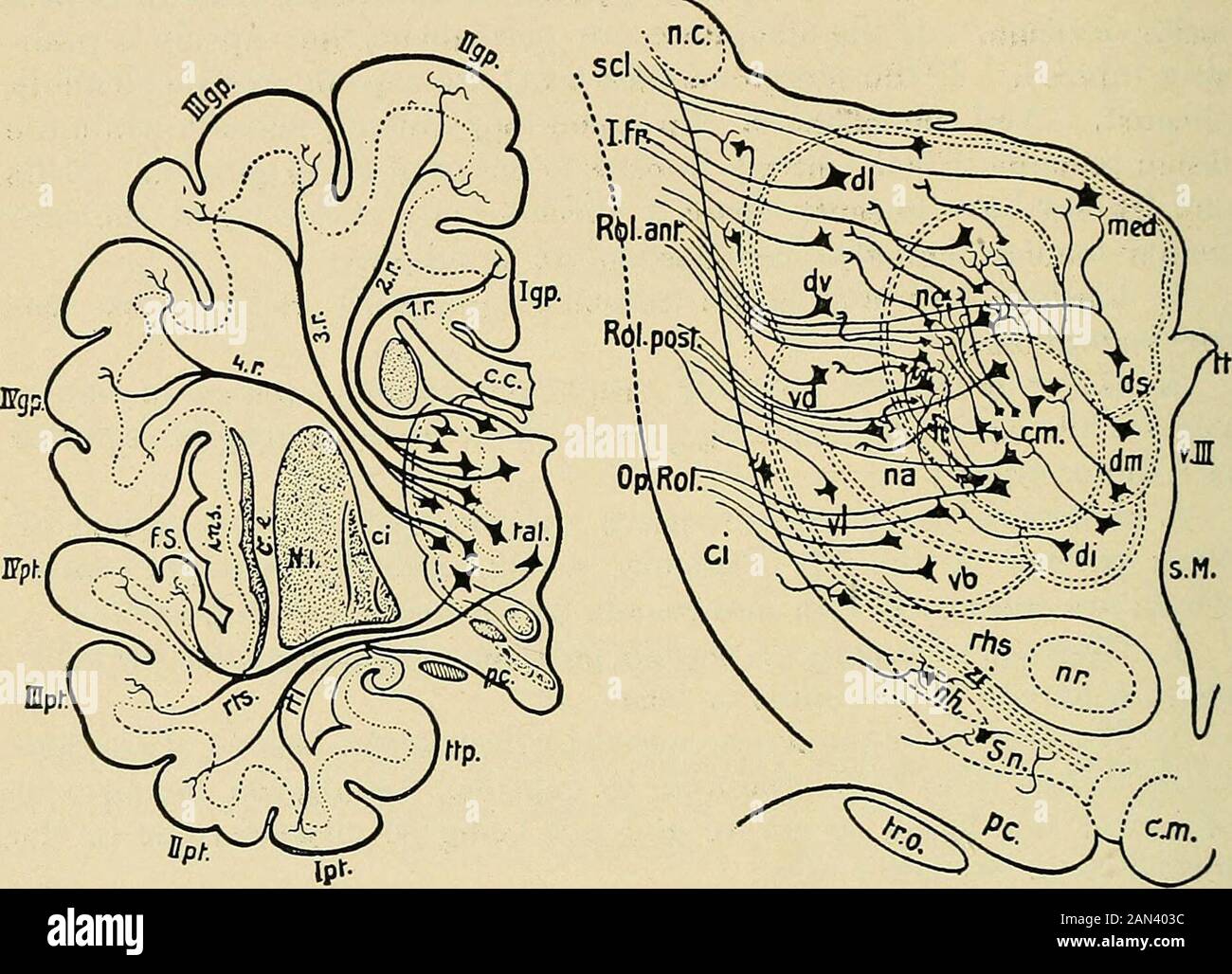 Organic and functional nervous diseases; a text-book of neurology ...