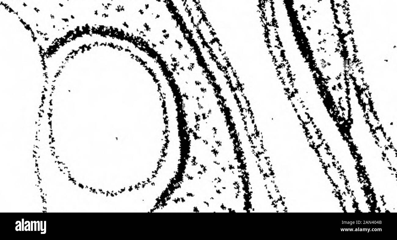 On the Development of the Skull in Lepidosteus osseus . • -j ...