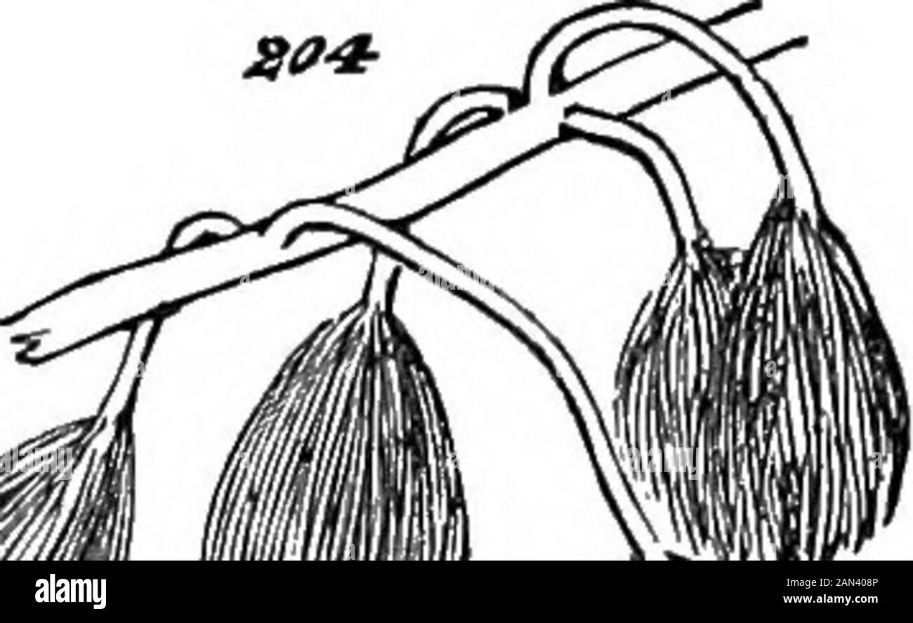 The principles of biology . homologous parts of the same tree: a being ...
