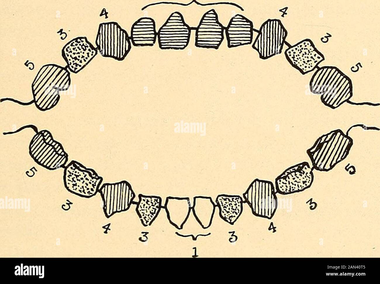 Scurvy gums hi-res stock photography and images - Alamy