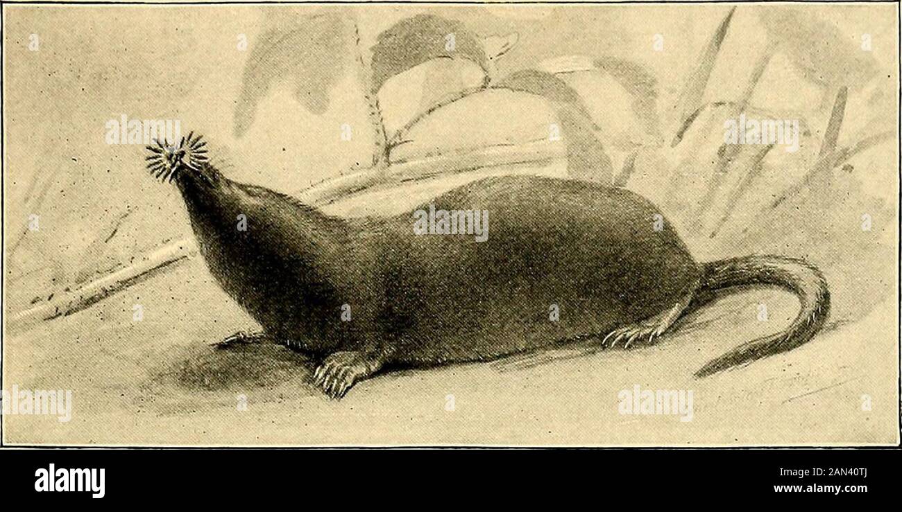 Star nosed mole eat hi-res stock photography and images - Alamy