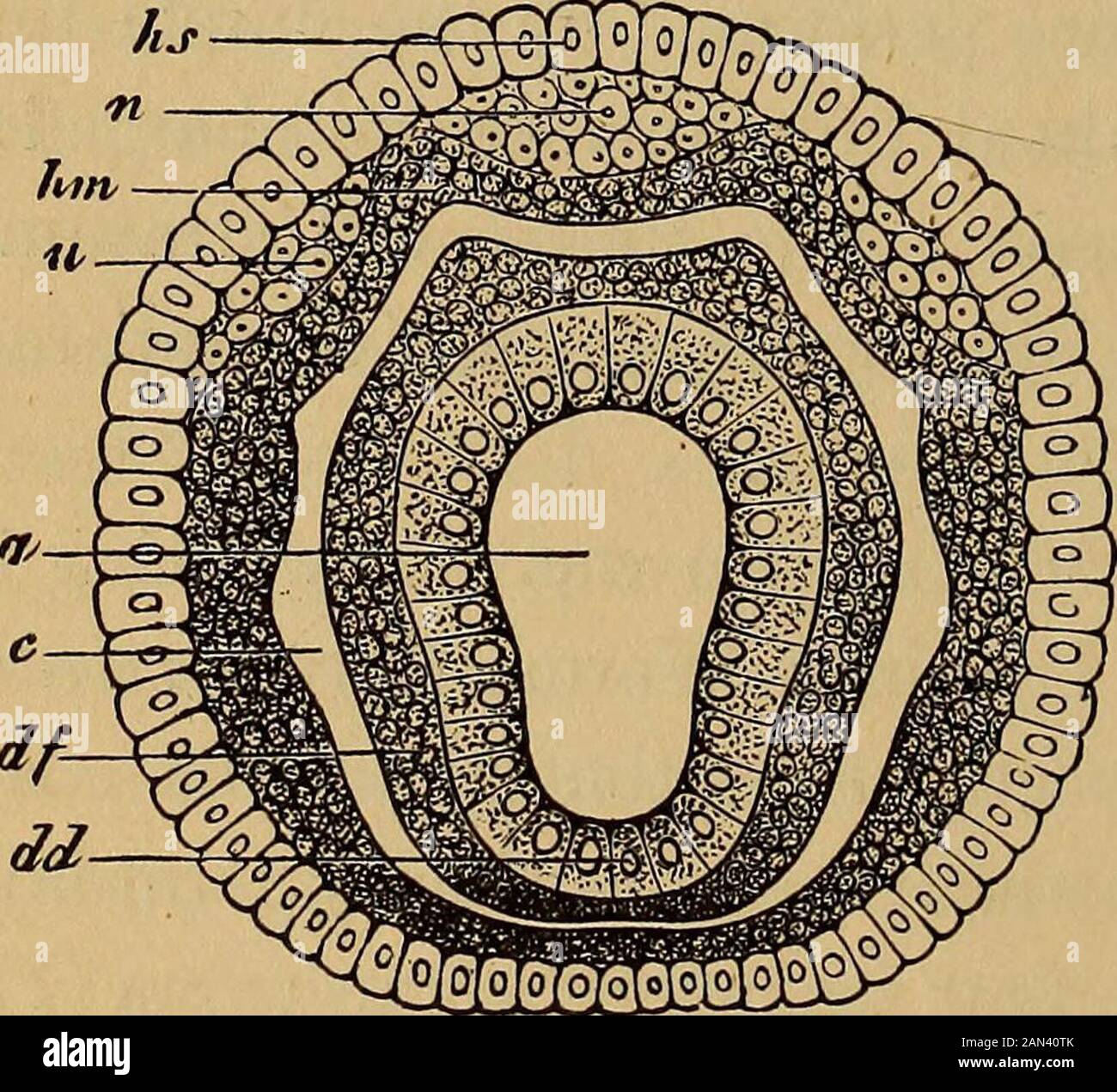 The evolution of man: a popular exposition of the principal points of ...