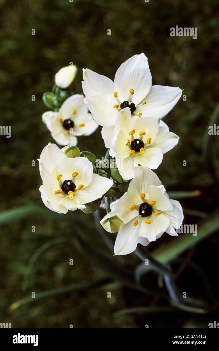 Ornithogalum arabicum Star of Bethlehem on a black background. A ...