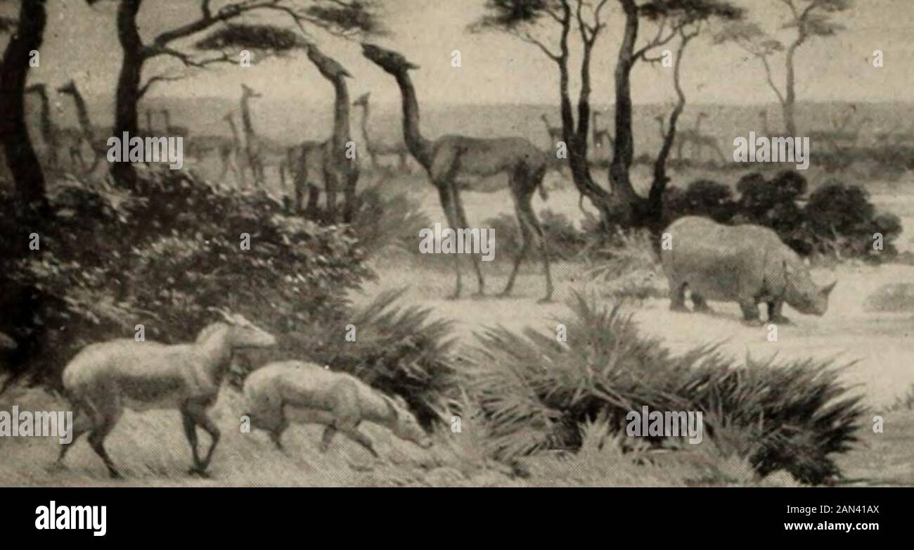 Hoofed mam hi-res stock photography and images - Alamy