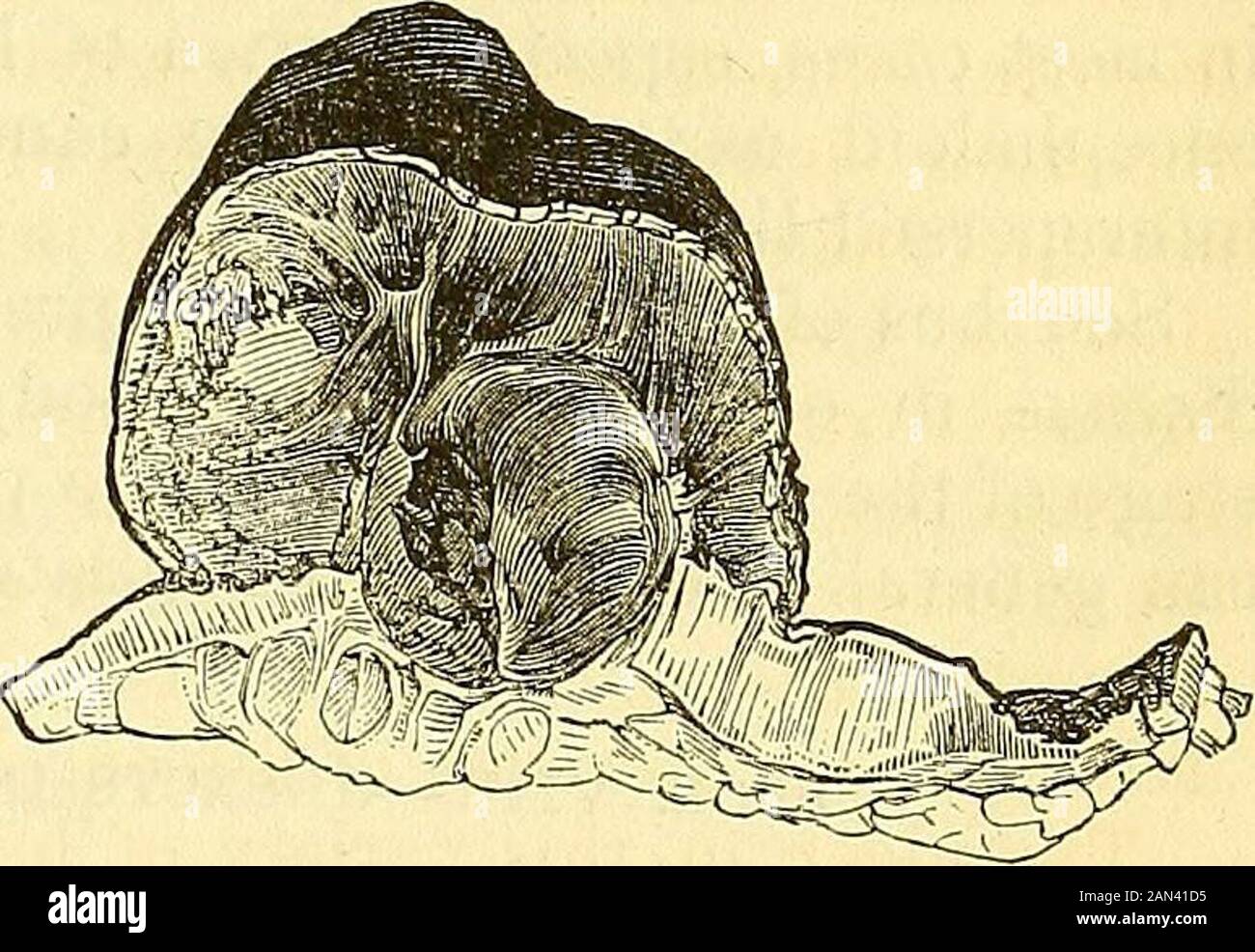 Various stances hi-res stock photography and images - Alamy