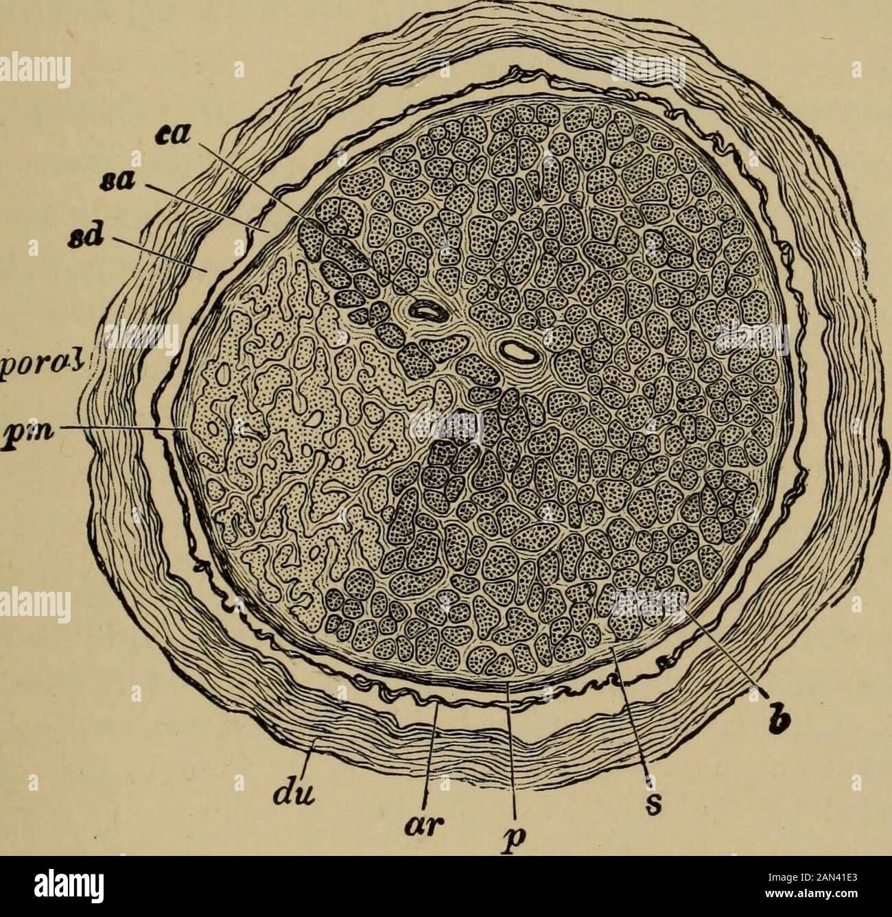 Parallel sheaths hi-res stock photography and images - Alamy