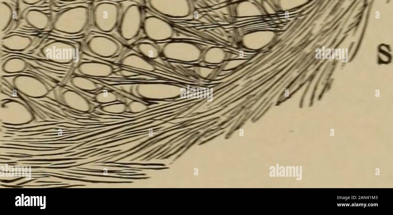 Text-book of ophthalmology . a Fig. 267.. Fig. 266 —Frontal Section ...
