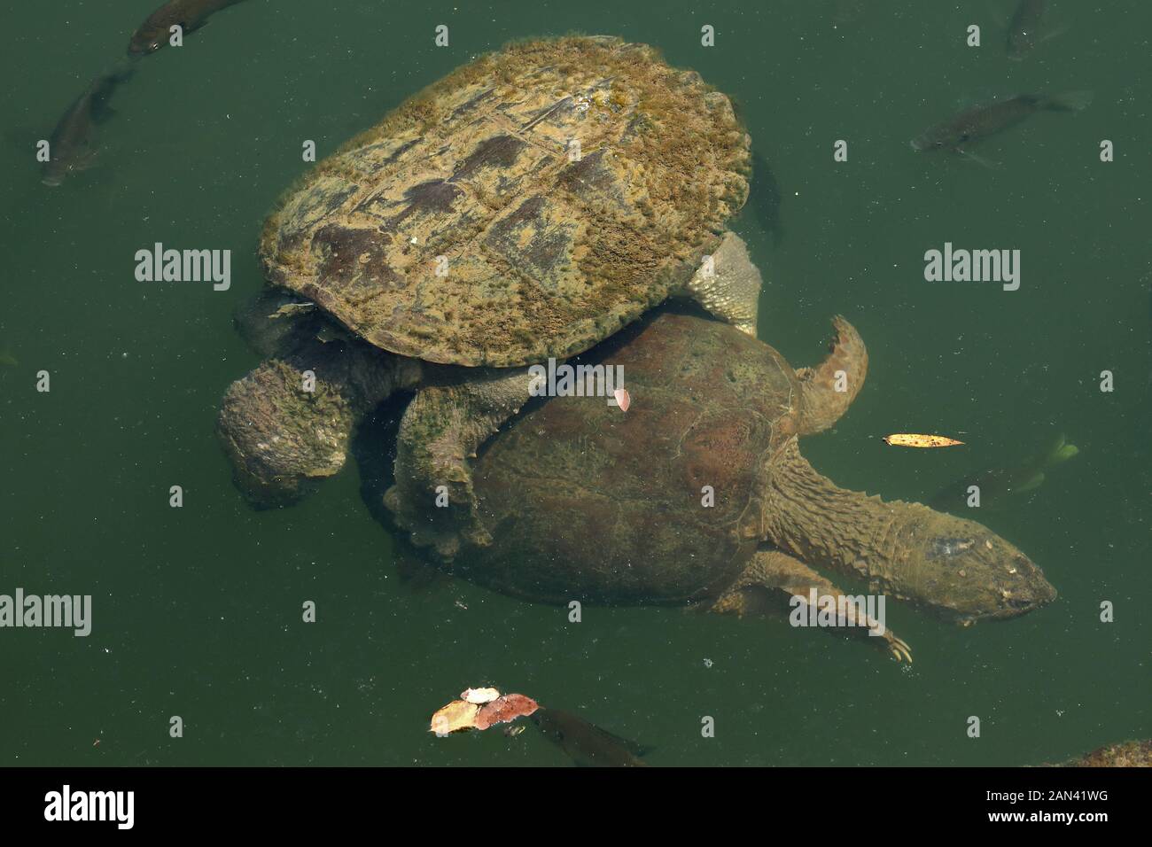 snapping turtles, Chelydra serpentina, male attempting to mate with ...