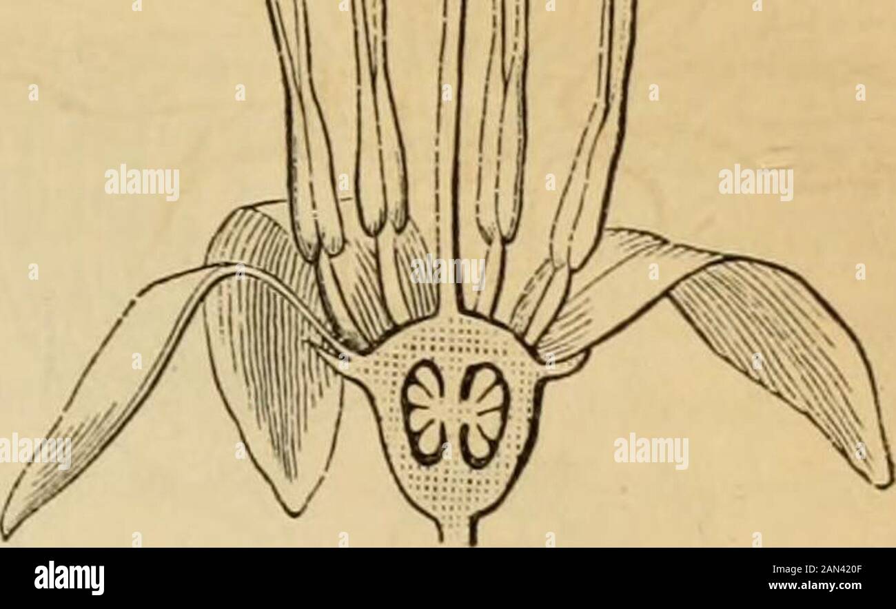 Introduction to structural and systematic botany, and vegetable ...