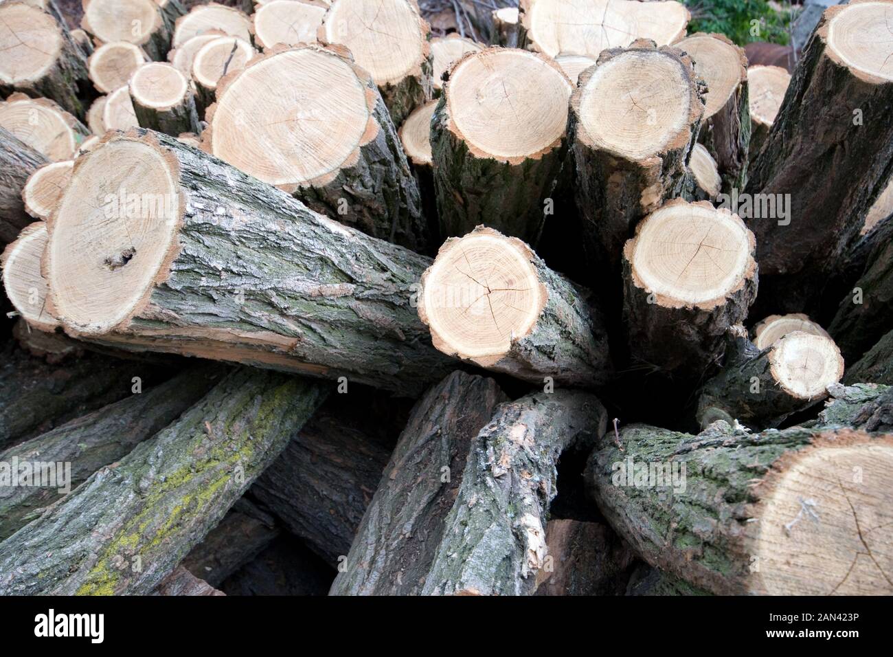 Tree logs detail shot hi-res stock photography and images - Alamy
