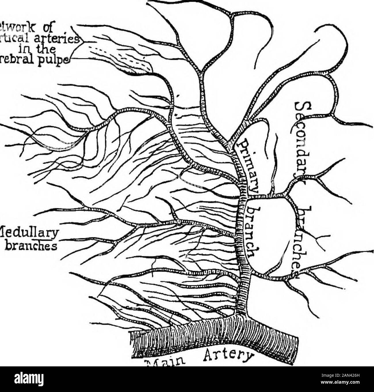 Tertiary branches hi-res stock photography and images - Alamy