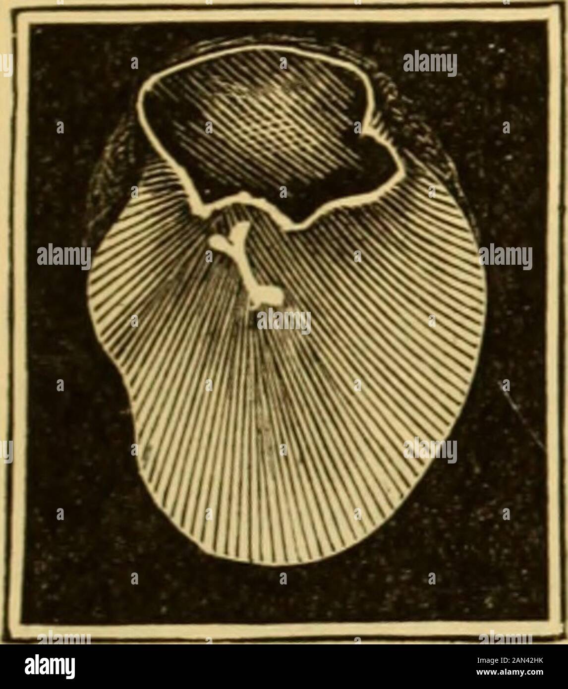 Shrapnells hi-res stock photography and images - Alamy