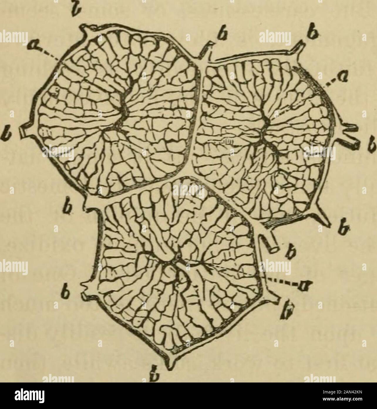 Black bile hi-res stock photography and images - Alamy