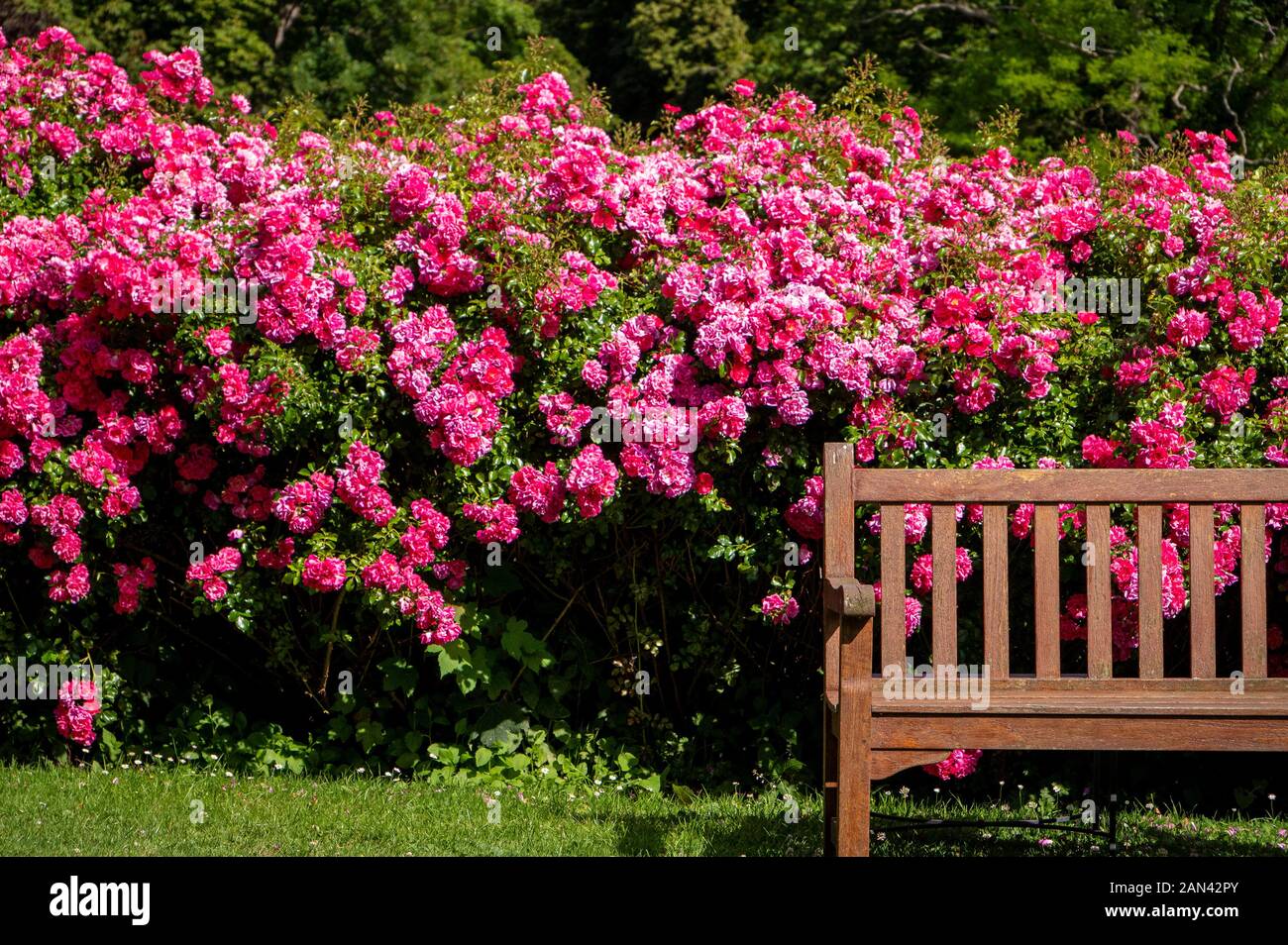 Pink flowering bush hi-res stock photography and images - Alamy