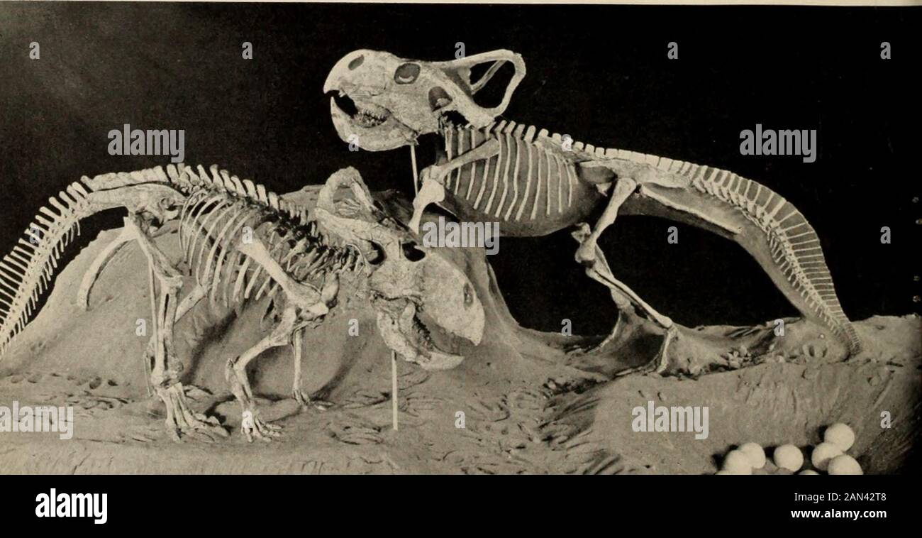 Ankylosaurus museum hi-res stock photography and images - Alamy