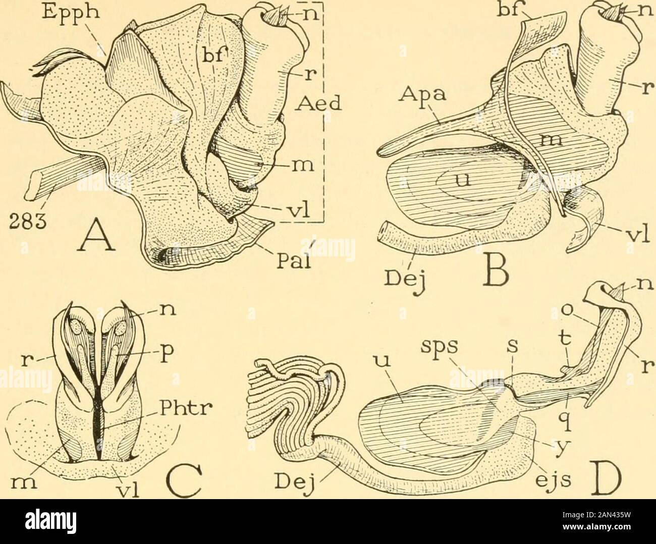 Smithsonian miscellaneous collections . 36.—Male abdomen of Mclaiwfliis ...