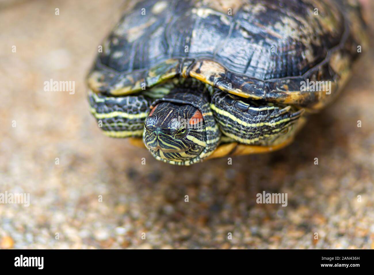 Red Eared Terrapin - Trachemys scripta elegans. Red eared slider turtle ...