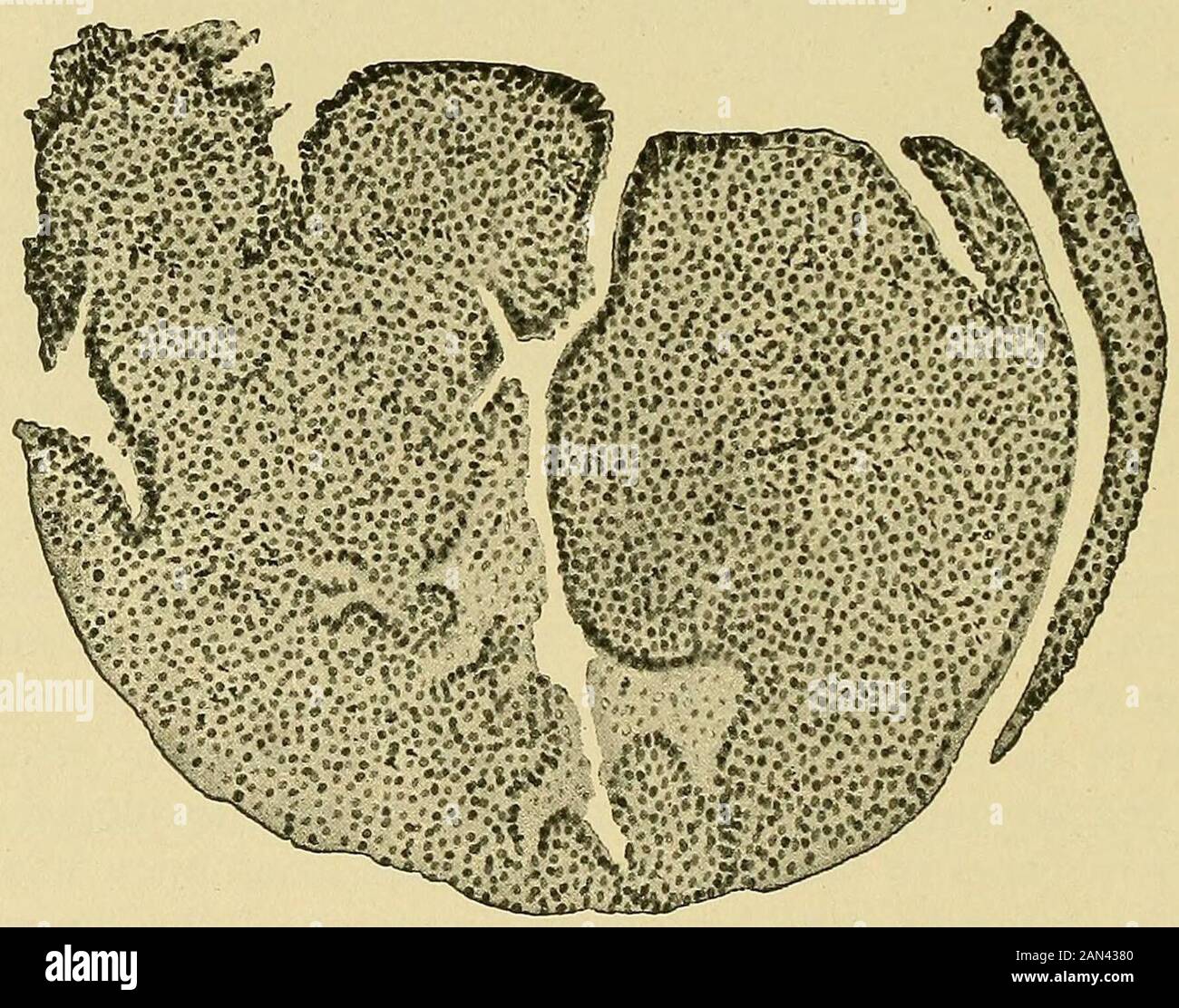 Frommels hi-res stock photography and images - Alamy