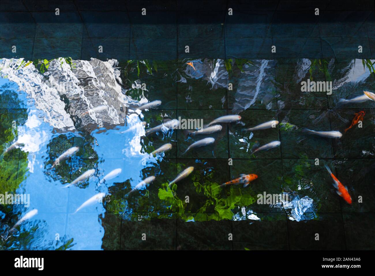 Live fish pond in a condo yard in Malaysia Stock Photo - Alamy