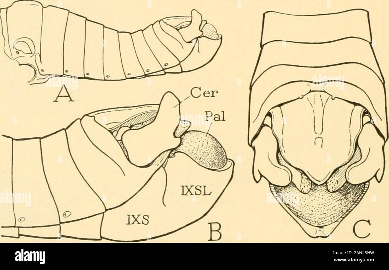 Smithsonian miscellaneous collections . edeagal apodemes (E, Apa) are ...