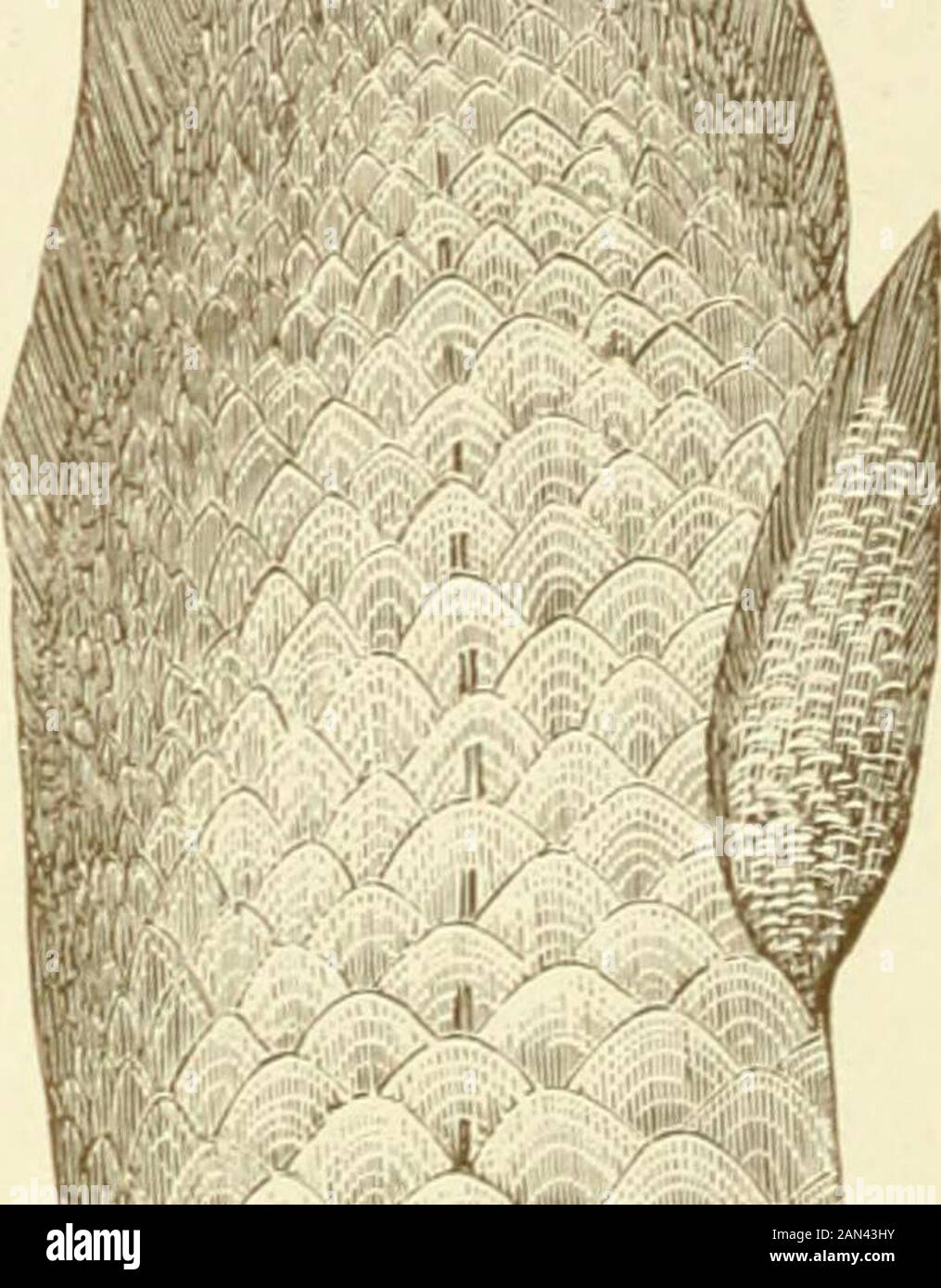 The evolution of man: a popular exposition of the principal points of ...