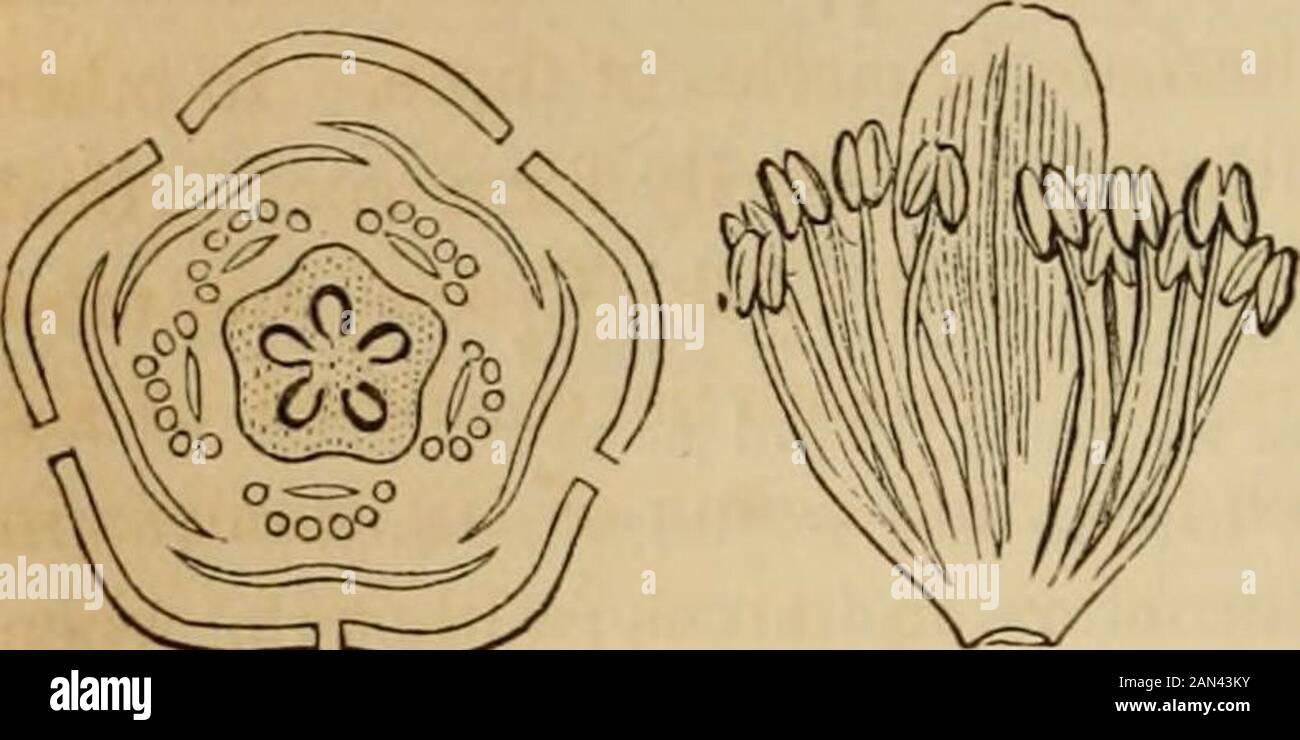 Introduction to structural and systematic botany, and vegetable ...