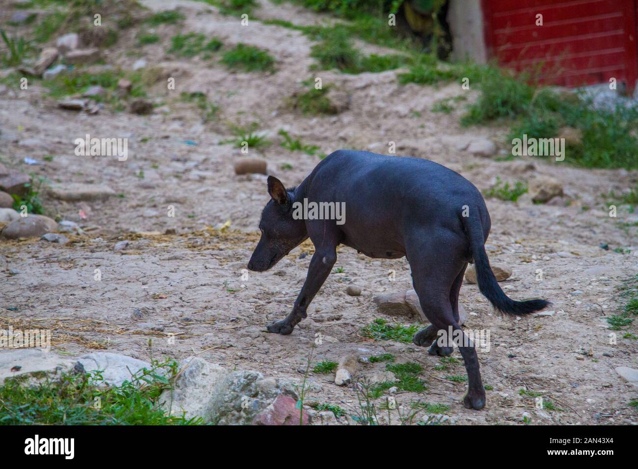 Inca hairless dog hi-res stock photography and images - Alamy