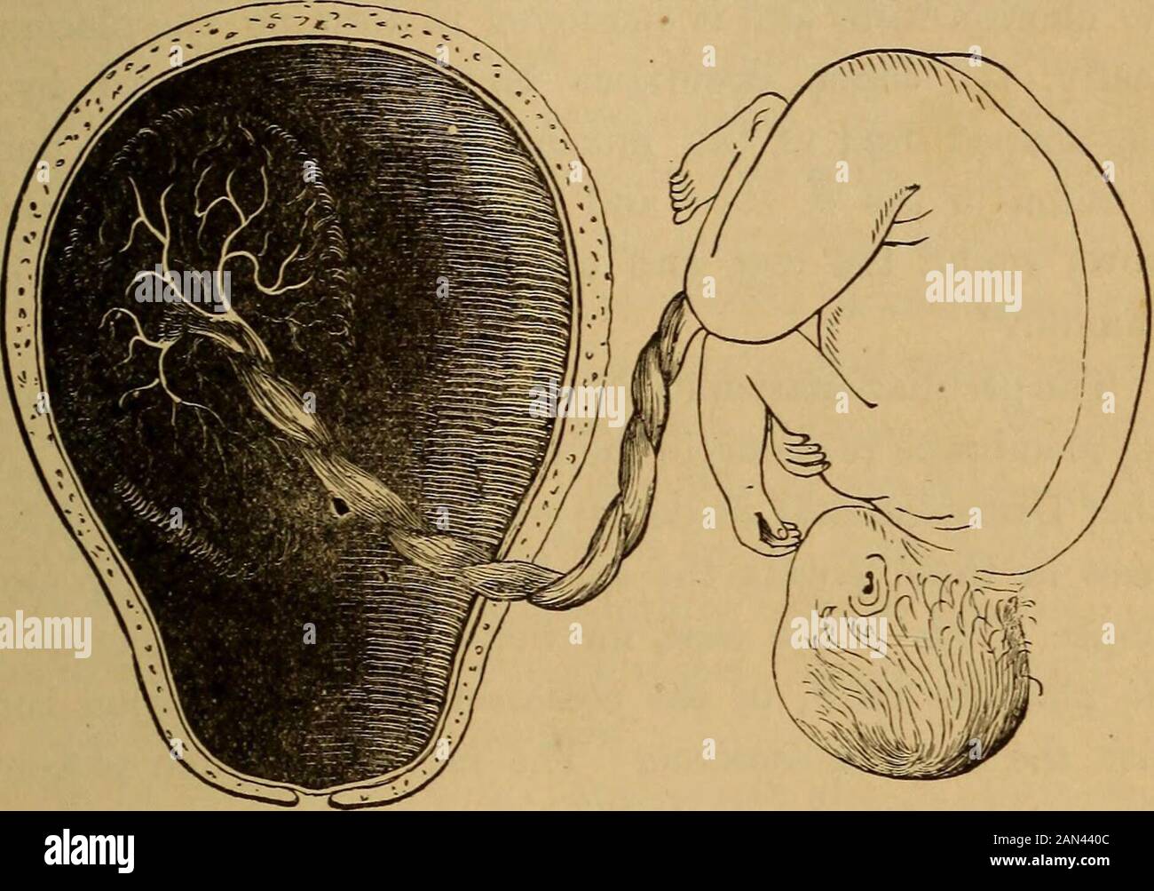 Human embryo 5 weeks hi-res stock photography and images - Alamy