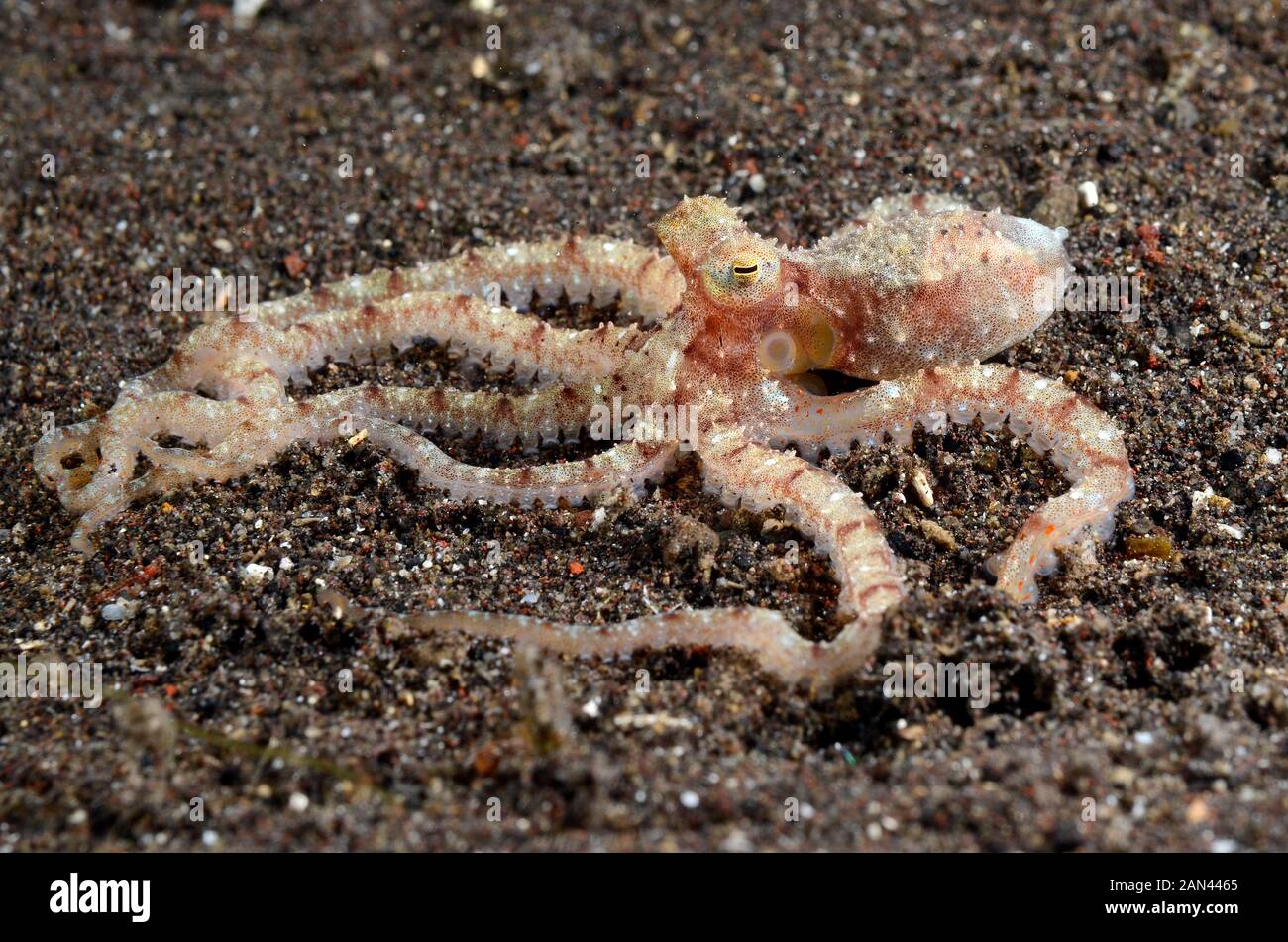 Octopus octopus sp hi-res stock photography and images - Alamy