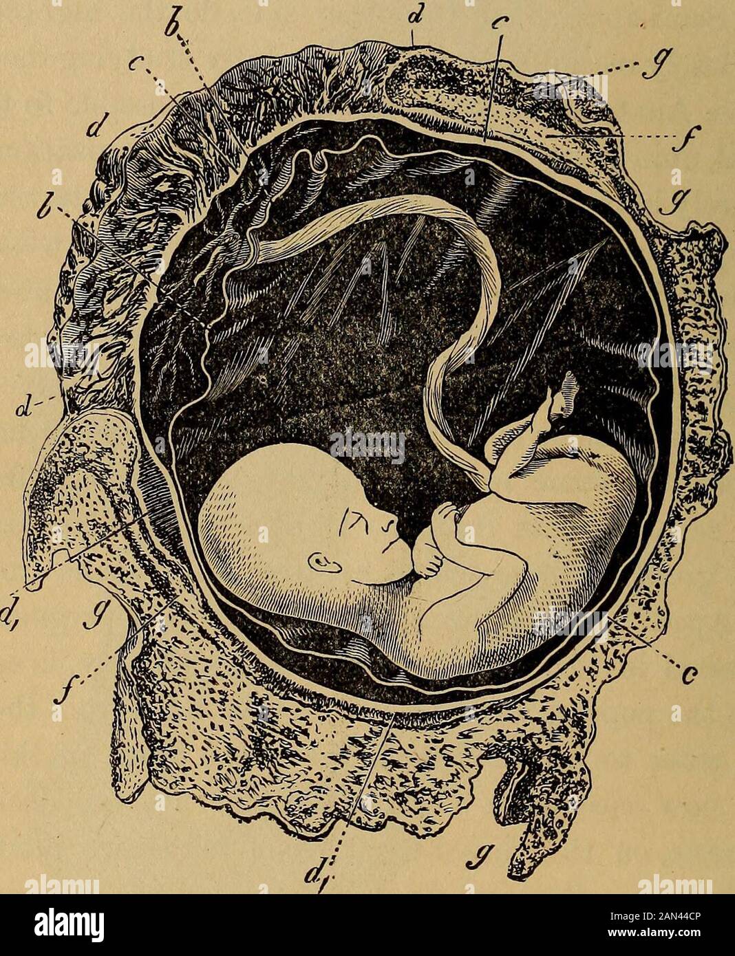 Evolution of man from ape hi-res stock photography and images - Alamy