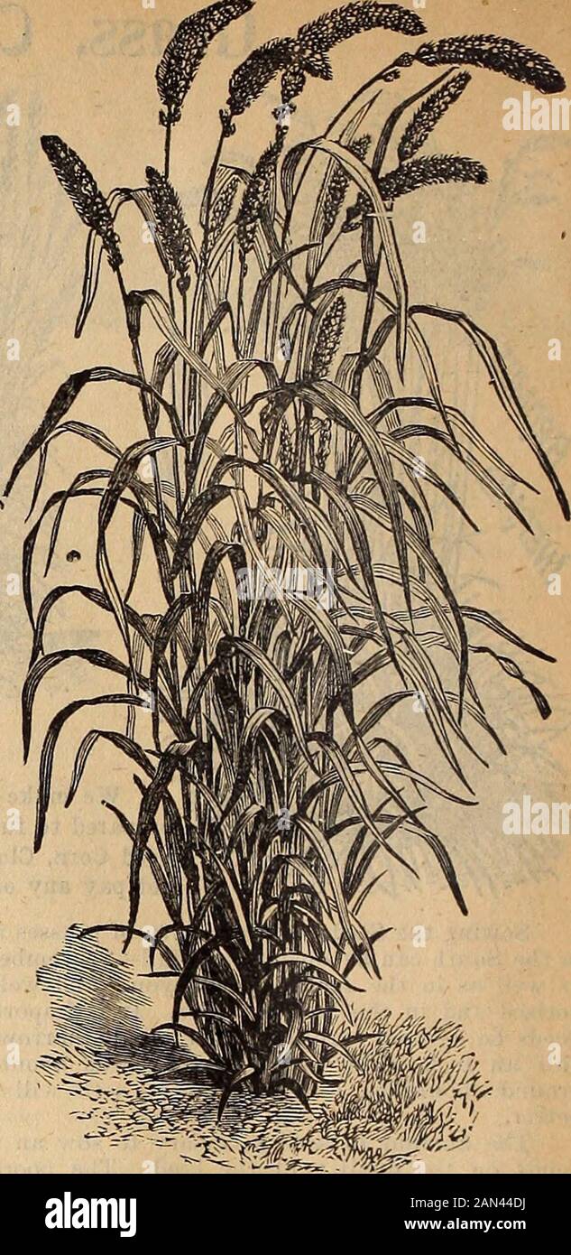 Creeping red fescue hi-res stock photography and images - Alamy