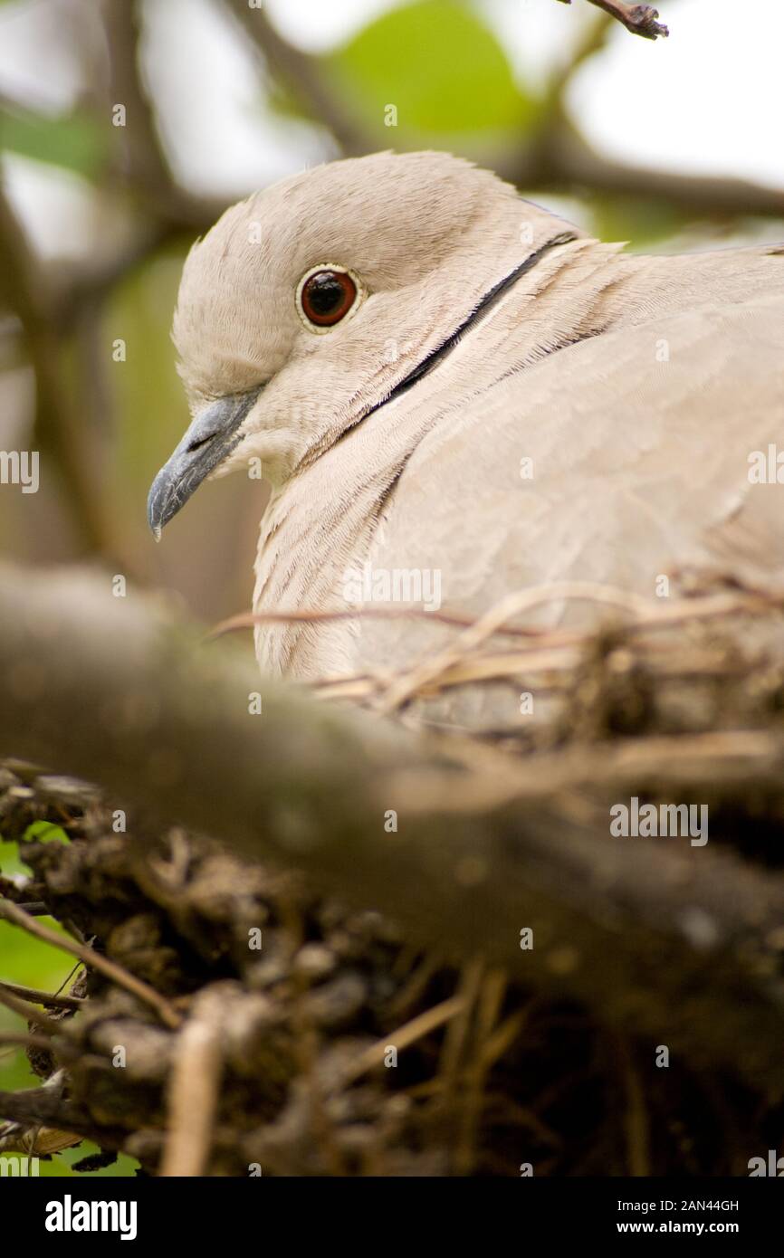 Wood Pigeon Nest High Resolution Stock Photography and Images - Alamy