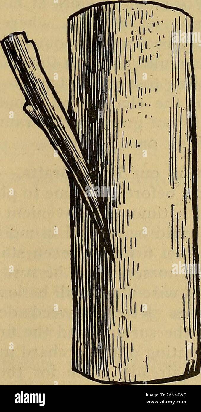Side grafting a stem hi-res stock photography and images - Alamy