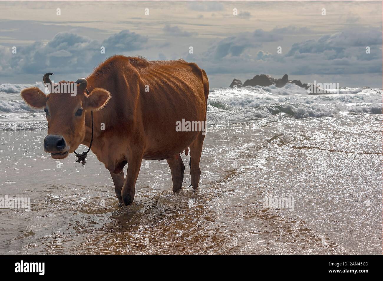 Galle, Sri lanka - Sept 2015: Brown cow with twisted horns, walking ...