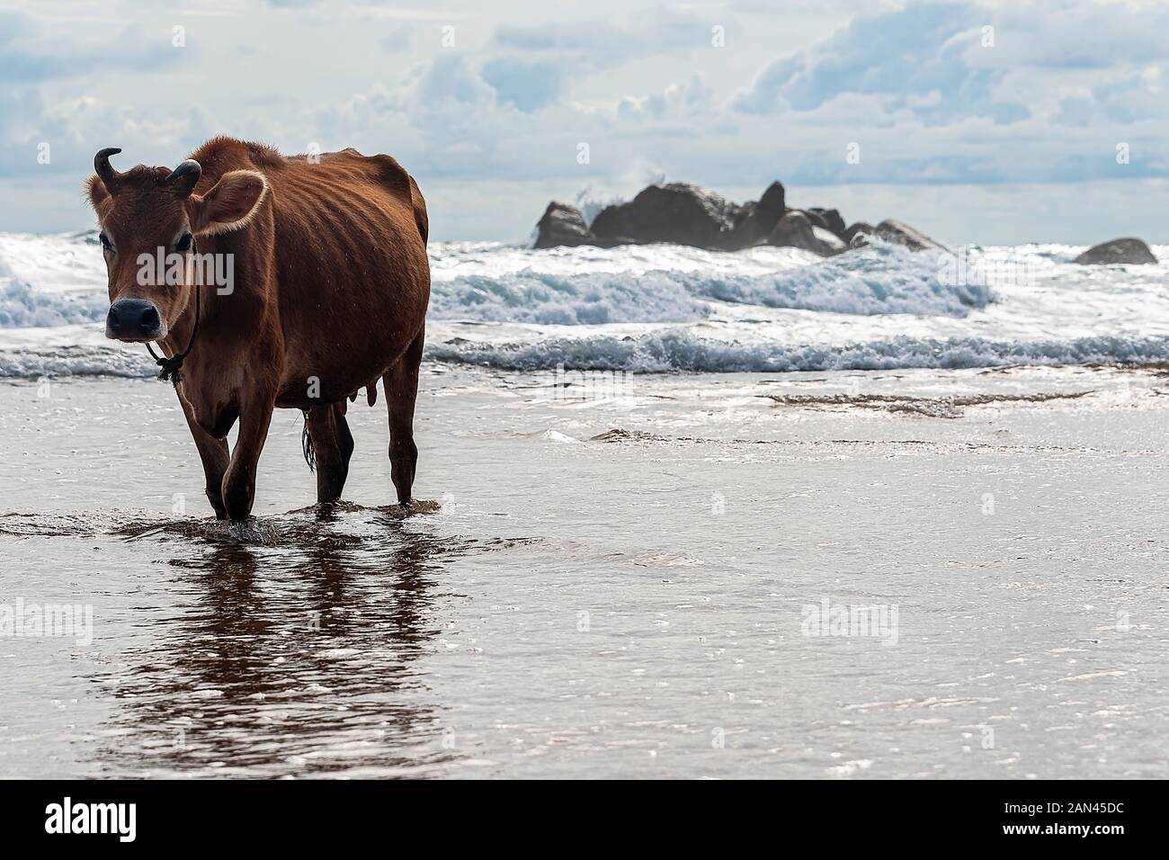 Galle, Sri lanka - Sept 2015: Brown cow with twisted horns, walking ...