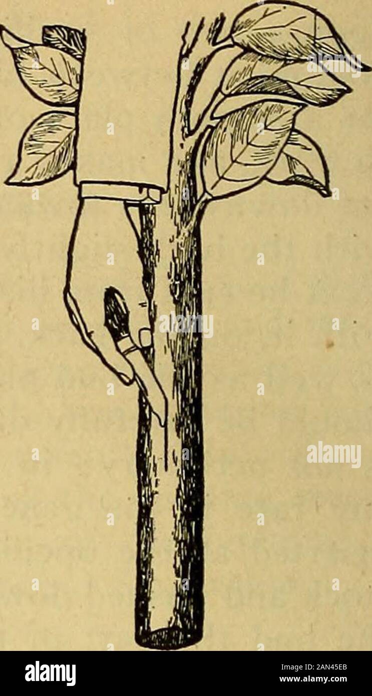 The California fruits and how to grow them; . I A stick of bud wood. 2 ...