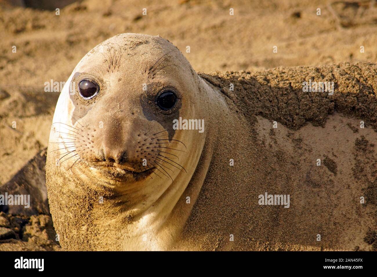 Northern Elephant Seal, female, Mirounga angustrirostris , California ...